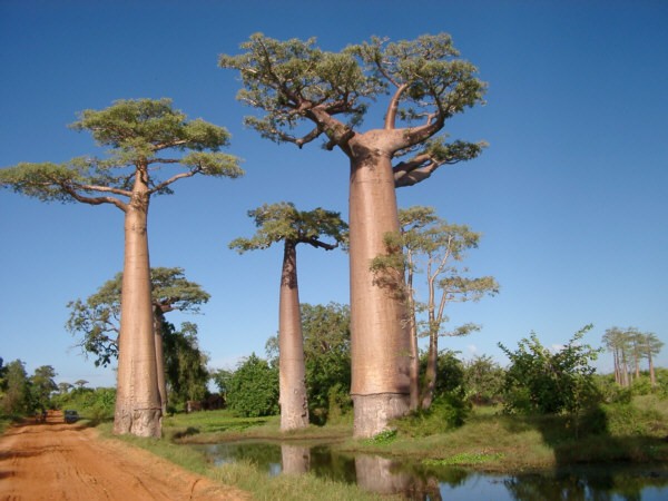 Conservation des Baobabs de Madagascar - Ulule