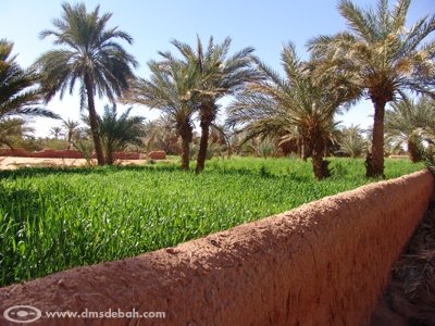 Le Trésor des Foggaras - Ulule